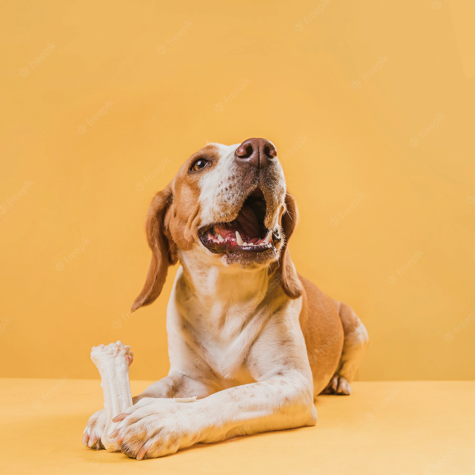 Is Acrylic Paint Toxic To Dogs ACRYLICPEDIA Is Acrylic Paint Toxic To Dogs ACRYLICPEDIA